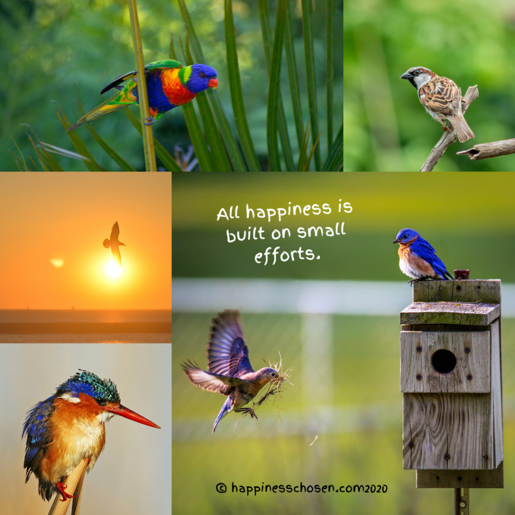 Happinesschosen.com - Very little is needed to make a happy life; it is ...